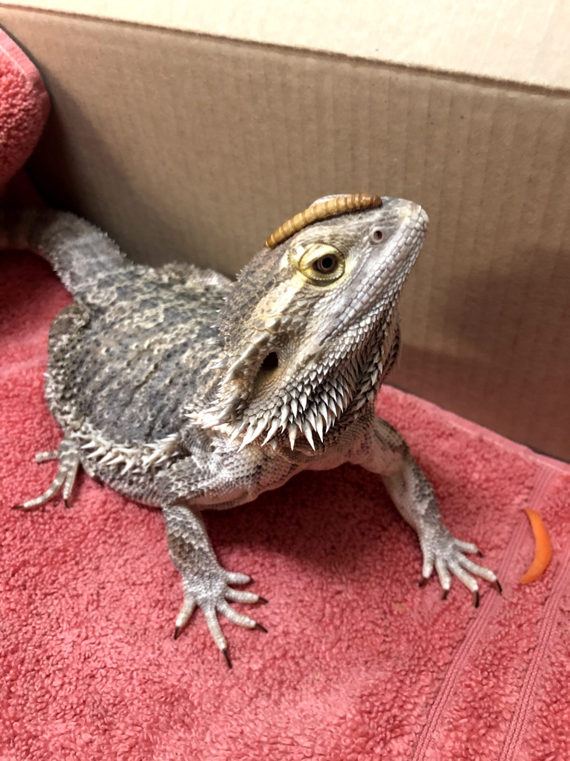 Care for Your Exotic Pet - Moore Veterinary Care
