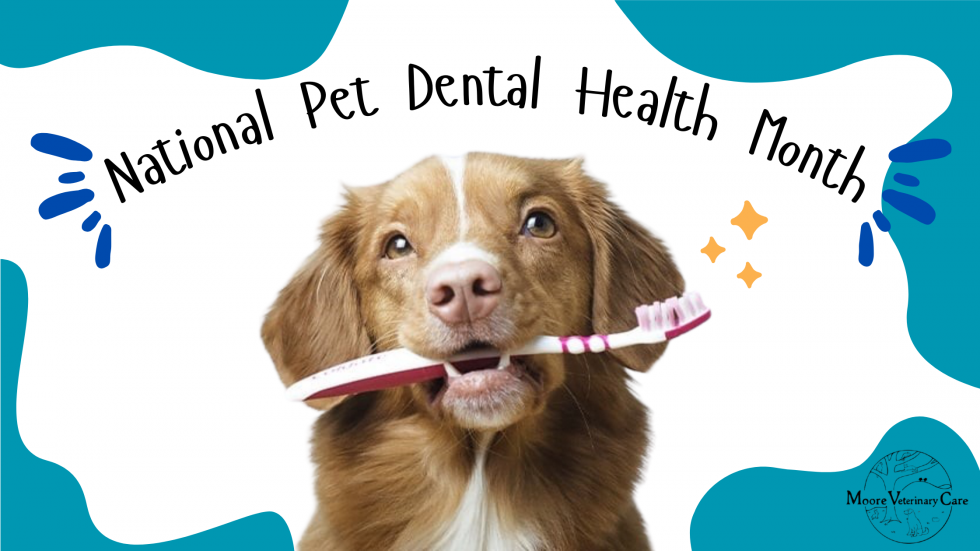 February is National Pet Dental Health Month – Moore Veterinary Care ...